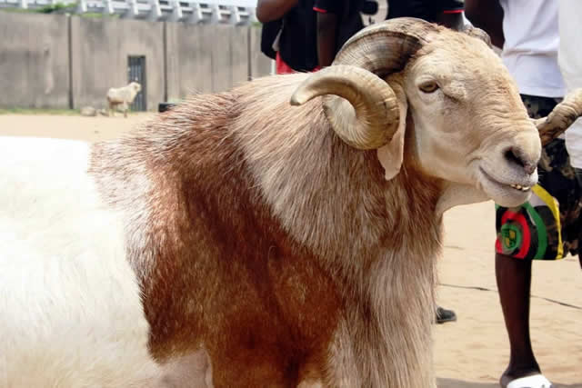 Sallah: Man, 35, bags 3 months imprisonment for stealing ram - Vanguard ...