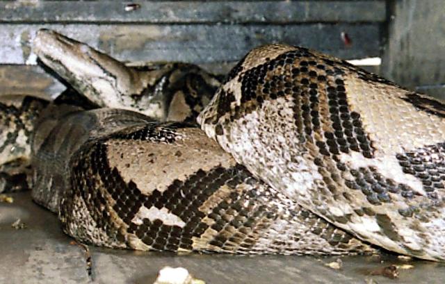 Woman swallowed by python found dead in Indonesia - Vanguard News
