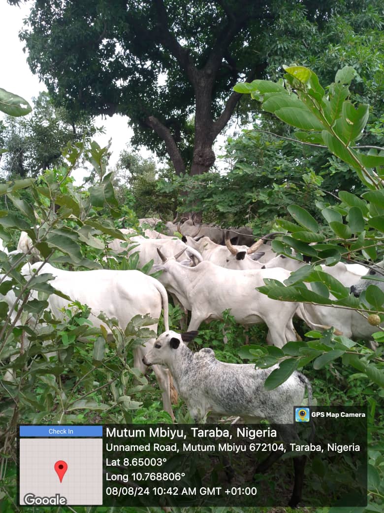 Troops dismantle terrorists hideout, recover 118 cows in Taraba ...