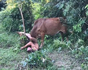 Cow gores man trying to rape it - Vanguard News