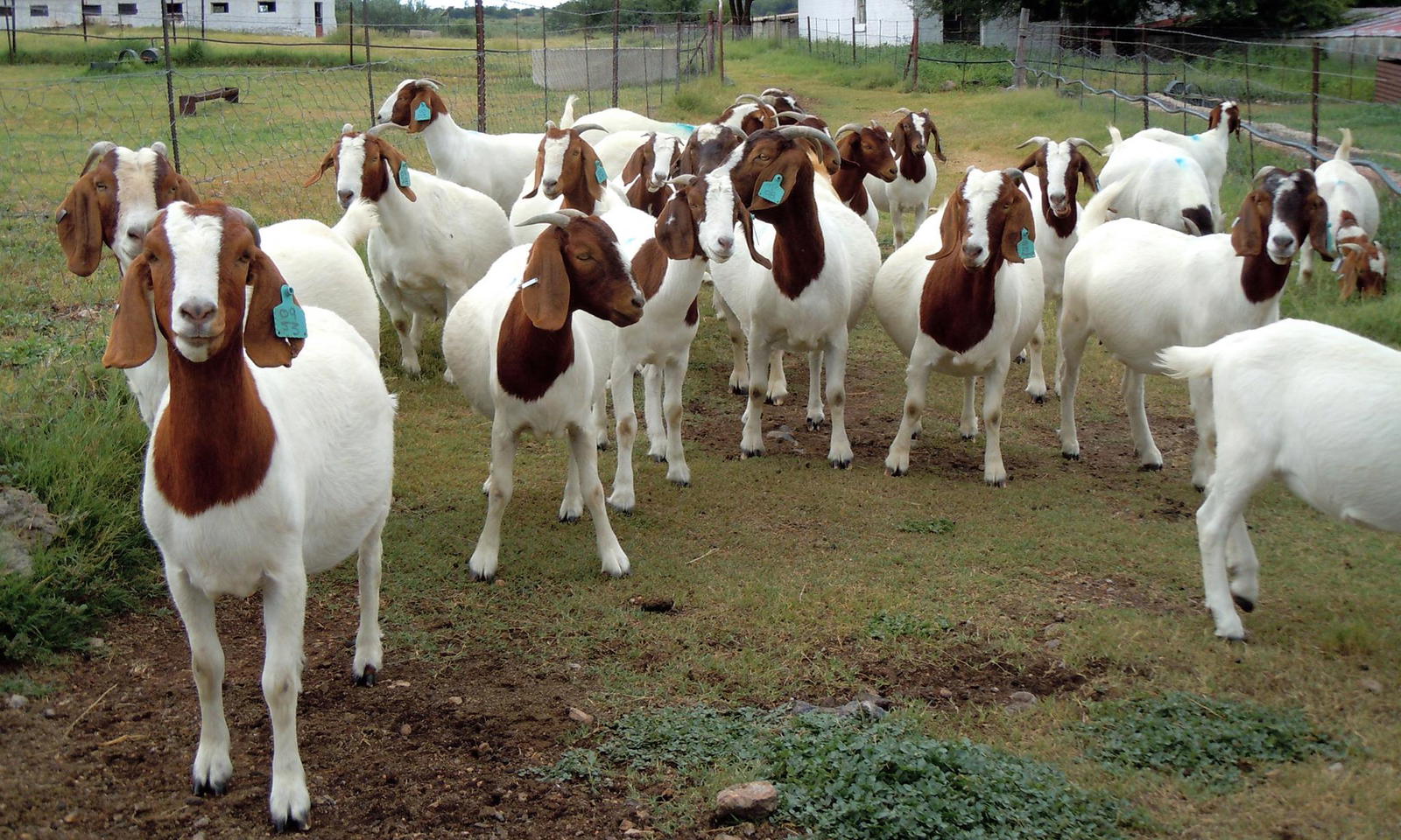 How to become rich through Boar goat rearing - Prince Arinze Onebunne - Vanguard News