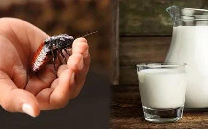 Cockroach Milk: Here’s all you need to know about nature's unlikely ...