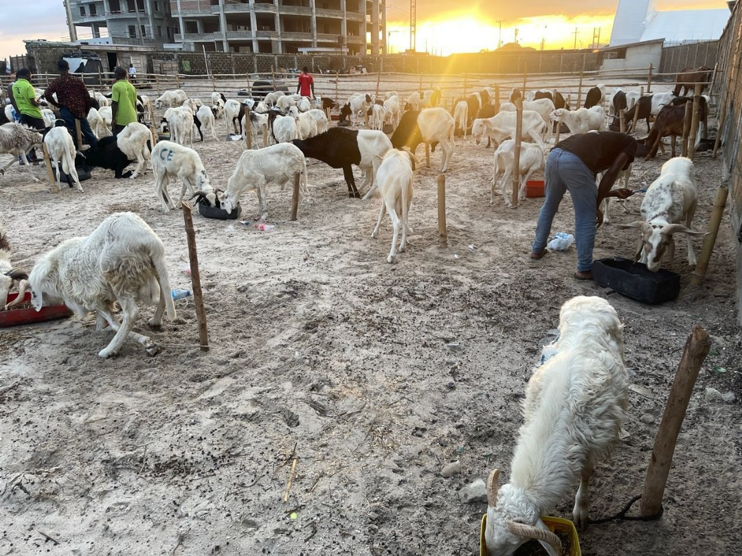 Farm Zone offers livestock deals for 2025 Eid/Sallah - Vanguard News