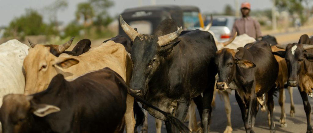Fulani cattle rustlers arrested in Abia - Vanguard News